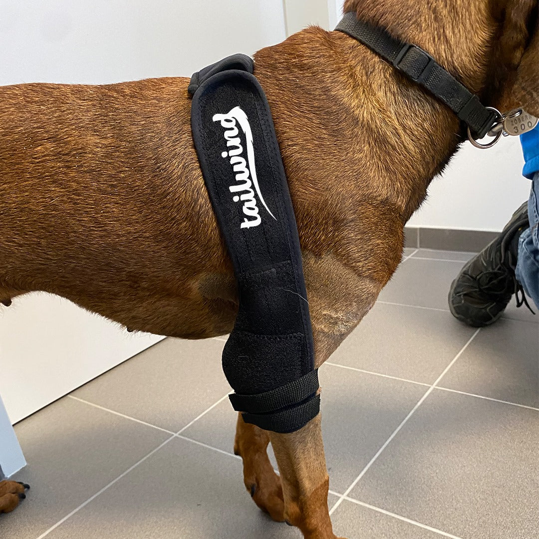Dog Owners Speak: TailwindPets Knee Braces Are Legit – Tailwindpets