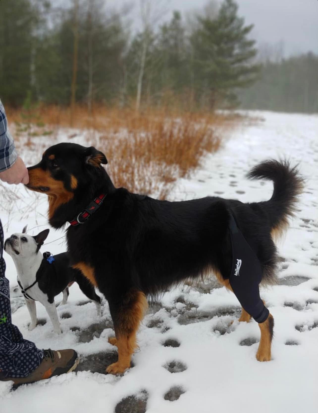 Knee Brace or Surgery—Which Is the Right Choice for Your Dog ...