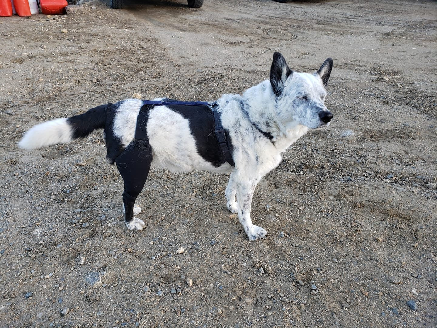 How Long Does a Dog Need to Wear a Brace? – Tailwindpets