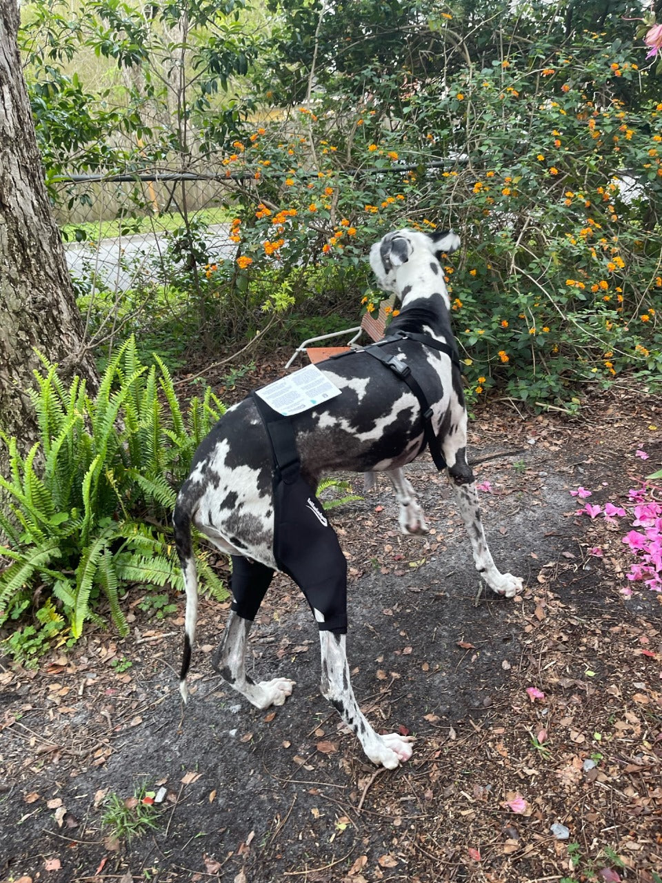 How to Measure a Dog Properly for a Brace to Ensure a Correct Fit ...