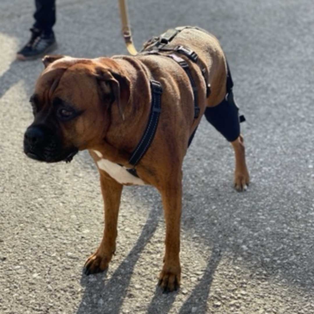 Is There Scientific Research or Studies on the Efficacy of Dog Knee Br ...