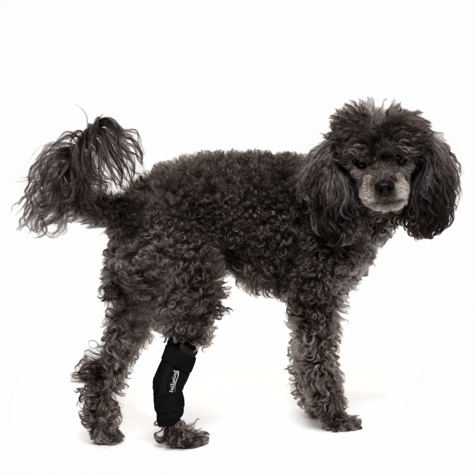 All Products - Tailwind Dog Braces – Tailwindpets