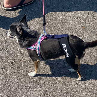 Custom Dog Knee Brace - Cruciate Support – Tailwindpets